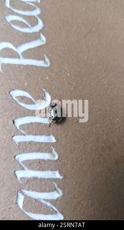 Elm Calligrapher Beetle (Calligrapha scalaris Stock Photo - Alamy