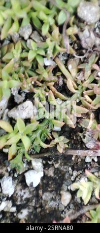 Creeping Dentella (Dentella repens), Plantae, British Indian Ocean ...