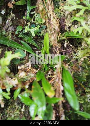 (Heloniopsis umbellata), Plantae, 台灣新北市 Stock Photo - Alamy
