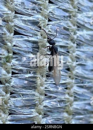 (Notoncus), Insecta, Melbourne VIC, Australia Stock Photo - Alamy