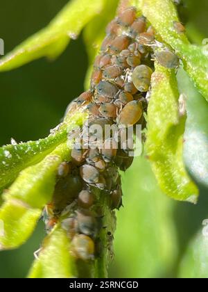(Aphis), Insecta, Myrtle Dr, Sunnyvale, CA, US, Host plant is a Coyote ...