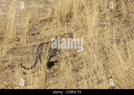 Asiatic leopard in Sasan Gir, Gujarat, India Stock Photo - Alamy