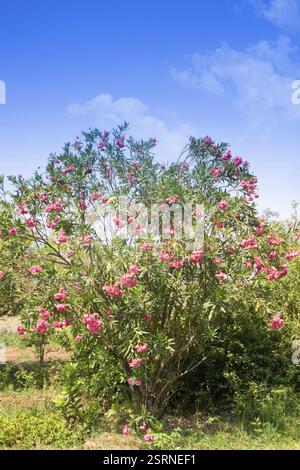 Flower tree oleander and kaner nerium indicum mill, India, Asia Stock ...