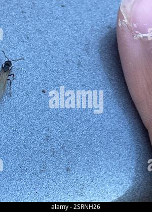 (Notoncus), Insecta, Melbourne VIC, Australia Stock Photo - Alamy