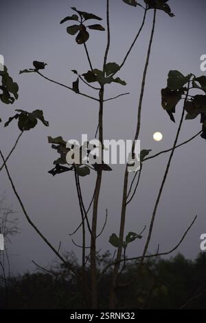 Full moon through branches, Ghadoi, Valsad, Gujarat, India, Asia Stock ...
