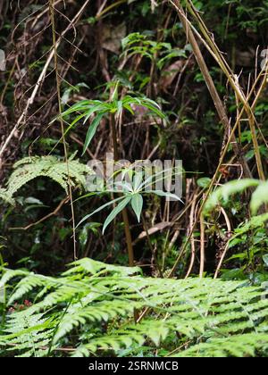 (Paris polyphylla stenophylla), Plantae, 台灣桃園市 Stock Photo - Alamy