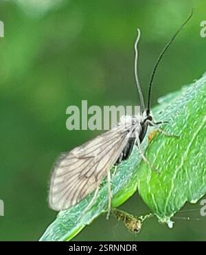 Grannom Caddisflies (Brachycentrus), Insecta, Central Kootenay, BC ...