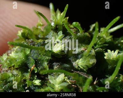 Pearson's phaeoceros (Paraphymatoceros pearsonii), Plantae, Capital, BC ...