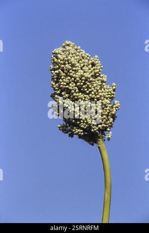 Jawar crop full of grains, Theur, District Pune, Maharashtra, India ...