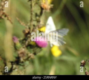 Common White Tatochila (Phulia mercedis Stock Photo - Alamy
