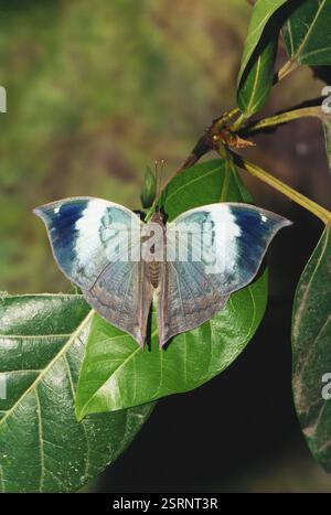 Blue Oak-leaf butterfly. Kallima horsfieldii A well-camouflaged ...