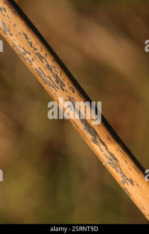 Bracken Map (Rhopographus filicinus) Fungi Stock Photo - Alamy