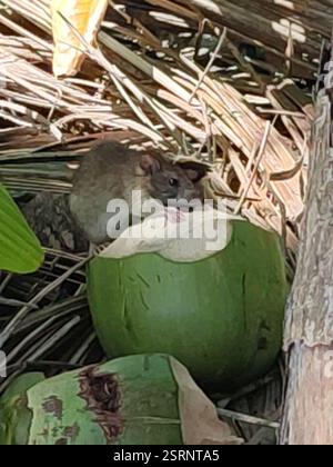 Black Rat (Rattus rattus), Mammalia, British Indian Ocean Territory ...