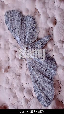 Channel Islands Pug (Eupithecia ultimaria), Insecta, Tarmigt, Drâa ...