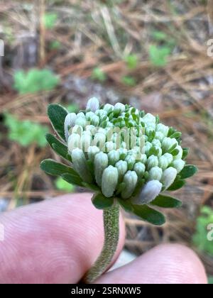 (Marshallia obovata scaposa), Plantae, Pine Forest, Fayetteville, NC ...