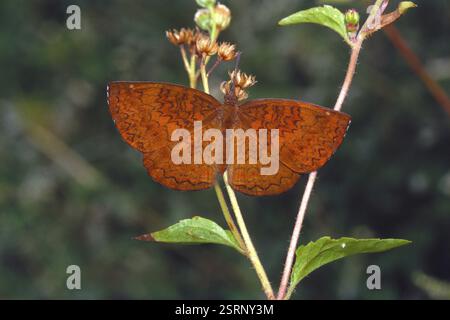 butterfly ; common castor ; Ariadne Merione ; orange butterfly Stock ...