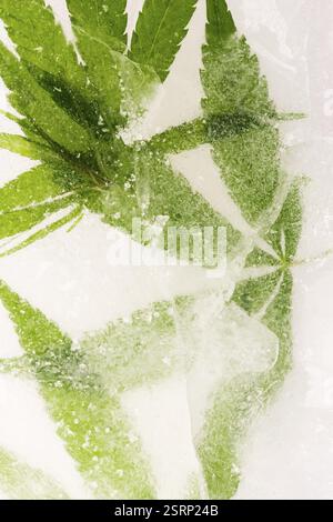 section of a cannabis leaf Stock Photo - Alamy