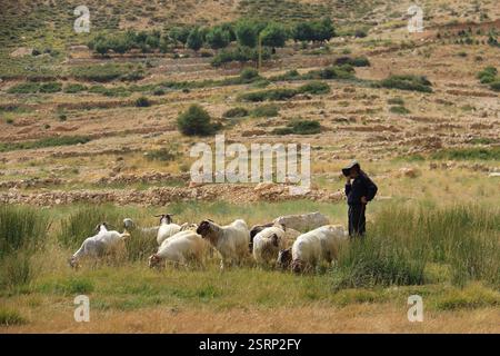 A goatherder with his goat herd in the high mountains of Lebanon Stock ...