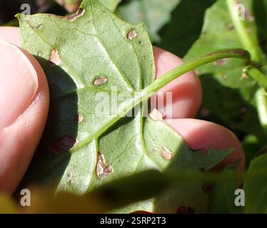 Canary creeper (Senecio tamoides Stock Photo - Alamy