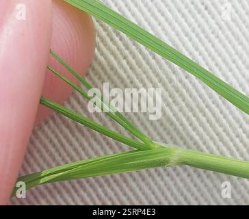 wood melick (Melica uniflora), in a beech forest on chalky soil ...