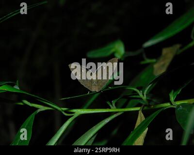 (Casbia), Insecta, Truganini Track, Taroona TAS 7053, Australia Stock ...