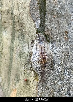 Butterflies and Moths (Lepidoptera), Insecta, Melbourne VIC, Australia ...