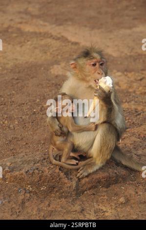 Monkey eating Ice Cream, Panchgani, Maharashtra, India, Asia Stock ...