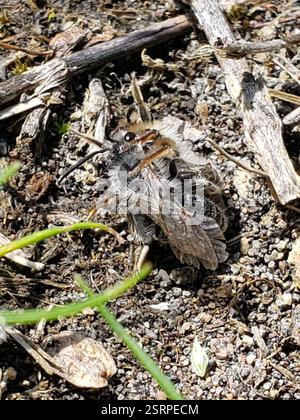 Mining Bees (Andrena), Insecta, South Park, Seattle, WA, USA Stock ...
