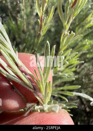 Scabland Sagebrush (Artemisia rigida), Plantae, Kittitas County, WA ...