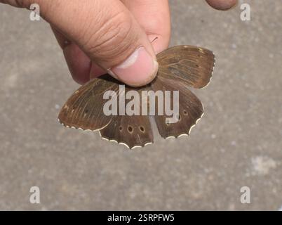 Black-spotted Labyrinth (Neope muirheadii Stock Photo - Alamy