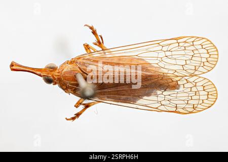 (Lappida), Insecta, Los Rios, Ecuador, Photographs taken by Solomon ...