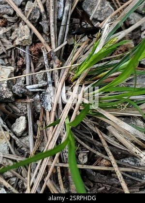 Ants, Bees, and Typical Wasps (Aculeata), Insecta, 38010 Ton TN, Italia ...