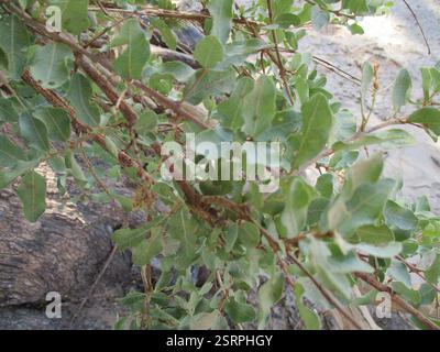 Leadwood (Combretum imberbe), Plantae, Kunene Region, Namibia Stock ...