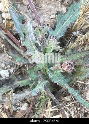 (Reichardia), Plantae, Route Cotiere de Safi, Ounagha, Marrakesh-Safi ...