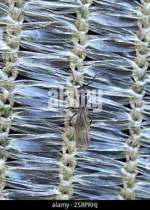 (Notoncus), Insecta, Melbourne VIC, Australia Stock Photo - Alamy