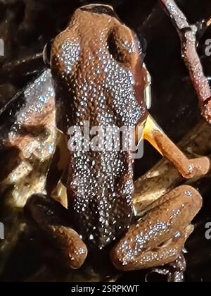 Spotted-thighed Poison Frog (Allobates femoralis) Amphibia Stock Photo ...