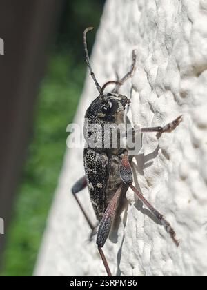 Aspen Zebra Beetle (Xylotrechus rusticus) Insecta Stock Photo - Alamy