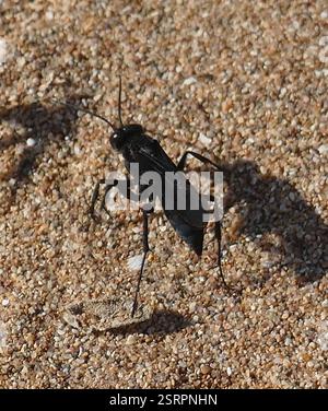Spider Wasps (Pompilidae), Insecta, Ounagha, Marrakesh-Safi, MA Stock ...