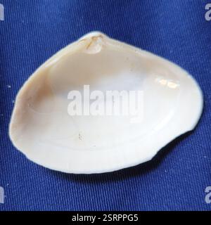 Southern Surfclam (Spisula raveneli) Mollusca Stock Photo - Alamy