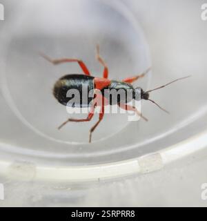 (Prostemma guttula guttula) Insecta Stock Photo - Alamy