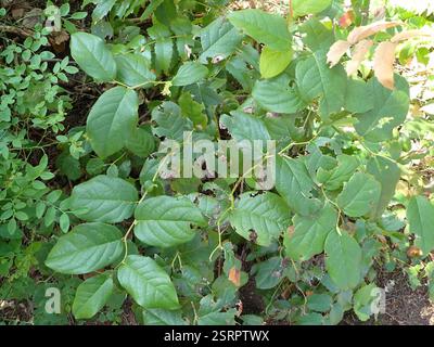 salal (Gaultheria shallon), Plantae, West Vancouver, BC, Canada Stock ...
