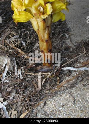 Yellow Broomrape (Cistanche phelypaea), Plantae, Galicia, ES Stock ...