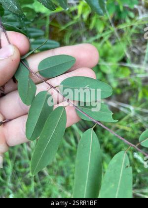 Shining False Indigo (Amorpha nitens), Plantae, Alabama, US Stock Photo ...