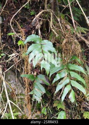 sickle-leaved holly fern (Cyrtomium devexiscapulae Stock Photo - Alamy