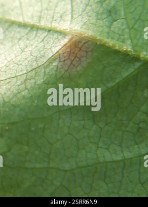 cedar rusts (Gymnosporangium), Fungi, Poughquag, NY 12570, USA, On ...