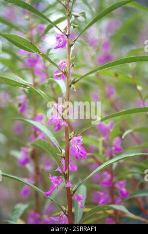 Impatiens sp Impatiens sp Stock Photo - Alamy