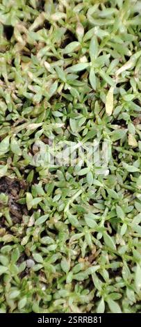 Creeping Dentella (Dentella repens), Plantae, British Indian Ocean ...
