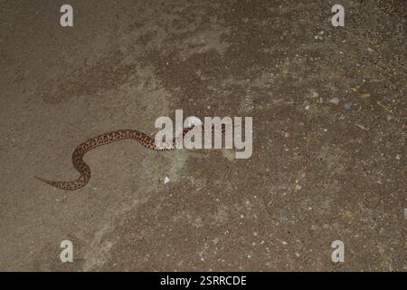 Short-tailed Mamushi (Gloydius brevicauda), Reptilia, 中国江西省上饶市婺源县 Stock ...