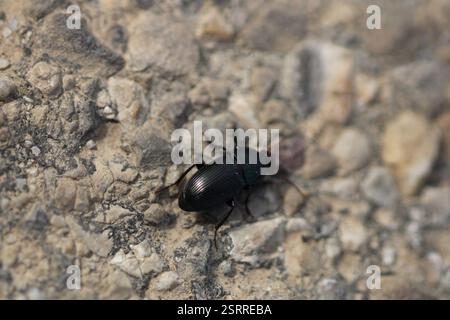 (Harpalus dimidiatus), Insecta, 38690 Bévenais, France Stock Photo - Alamy