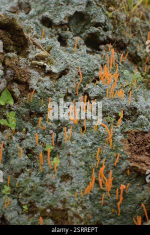 (Sulzbacheromyces sinensis), Fungi, 中国江西省上饶市婺源县 Stock Photo - Alamy